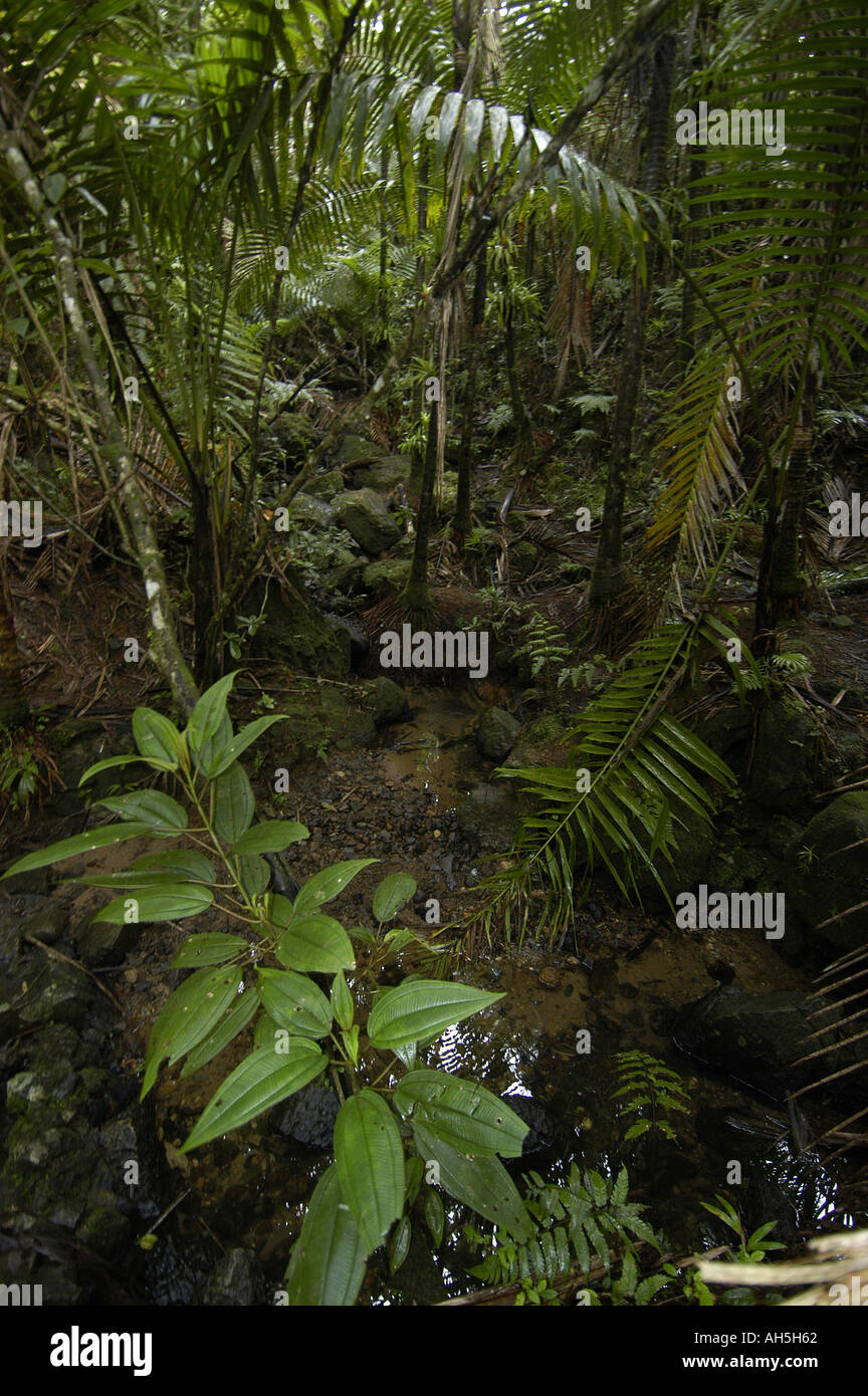 El Yunque Caribbean Rainforest Recreation Area Luquillo mountains ...