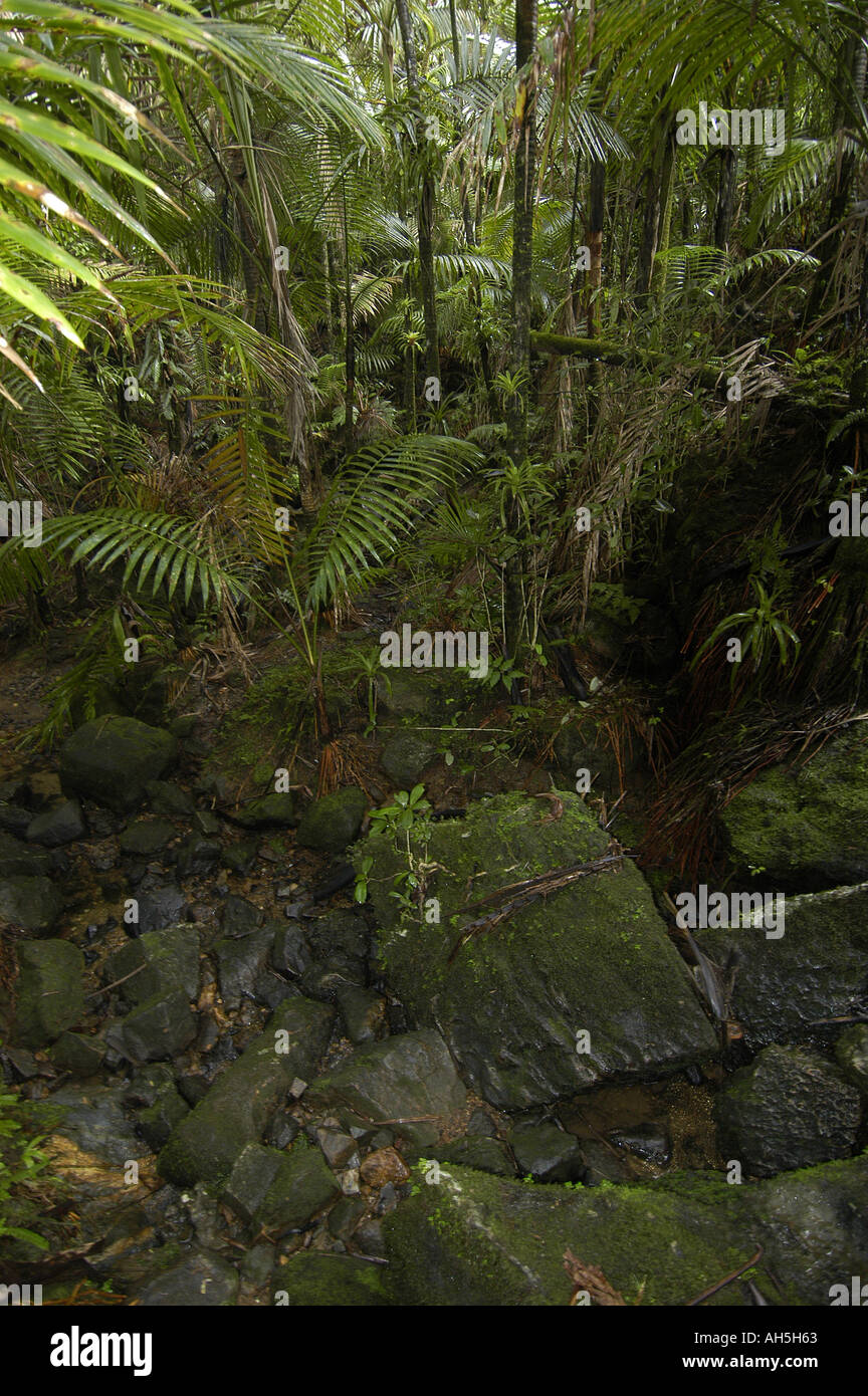 El Yunque Caribbean Rainforest Recreation Area Luquillo mountains ...