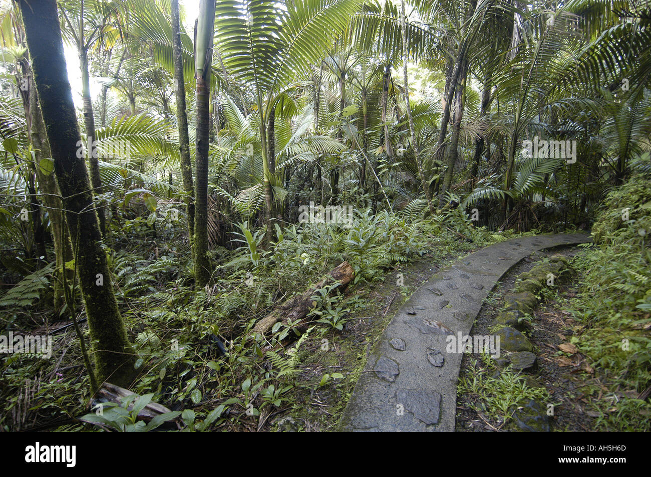 El Yunque Caribbean Rainforest Recreation Area Luquillo mountains ...