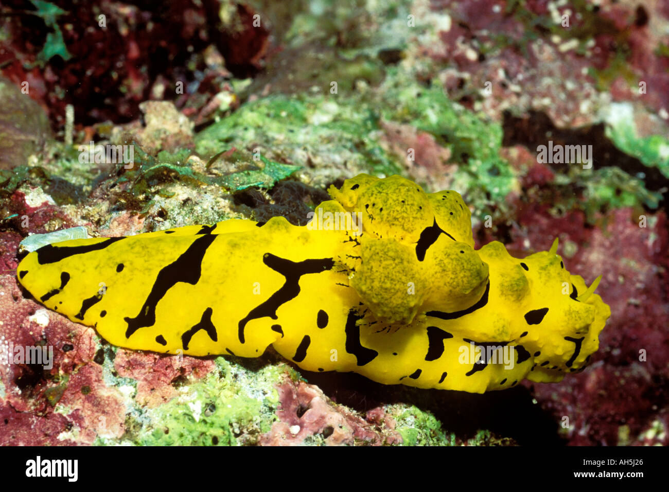 Nudibranch Notodoris minor Solomon Islands Stock Photo - Alamy