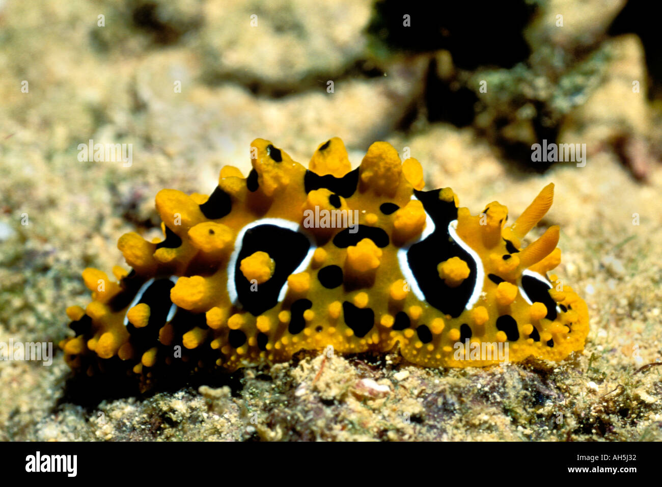 Nudibranmch Phyllidia ocellata Red Sea Egypt Stock Photo - Alamy