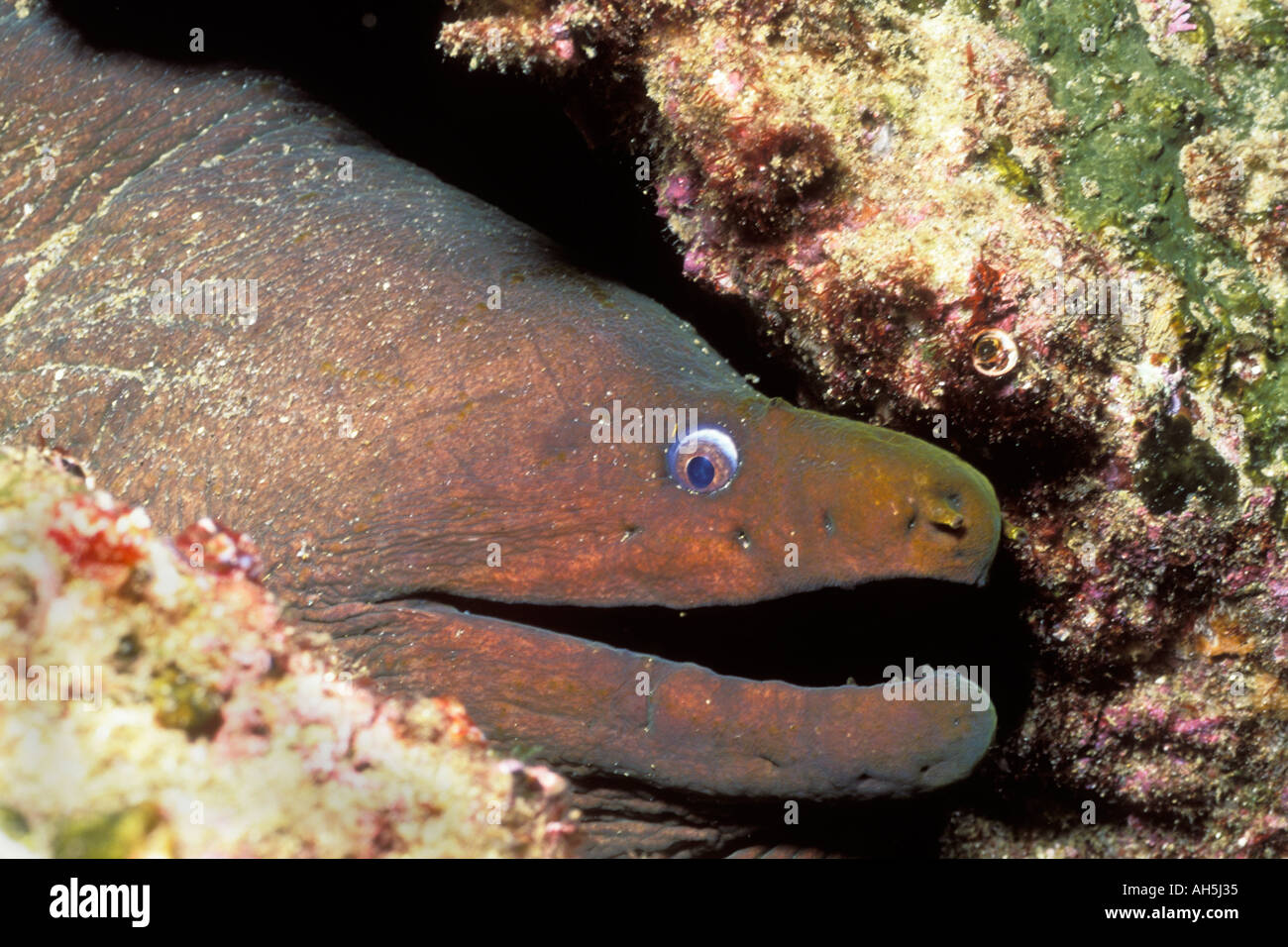 Panamic Green Morey Eel Gymnothorax castaneus Sea of Corez Mexico Stock ...