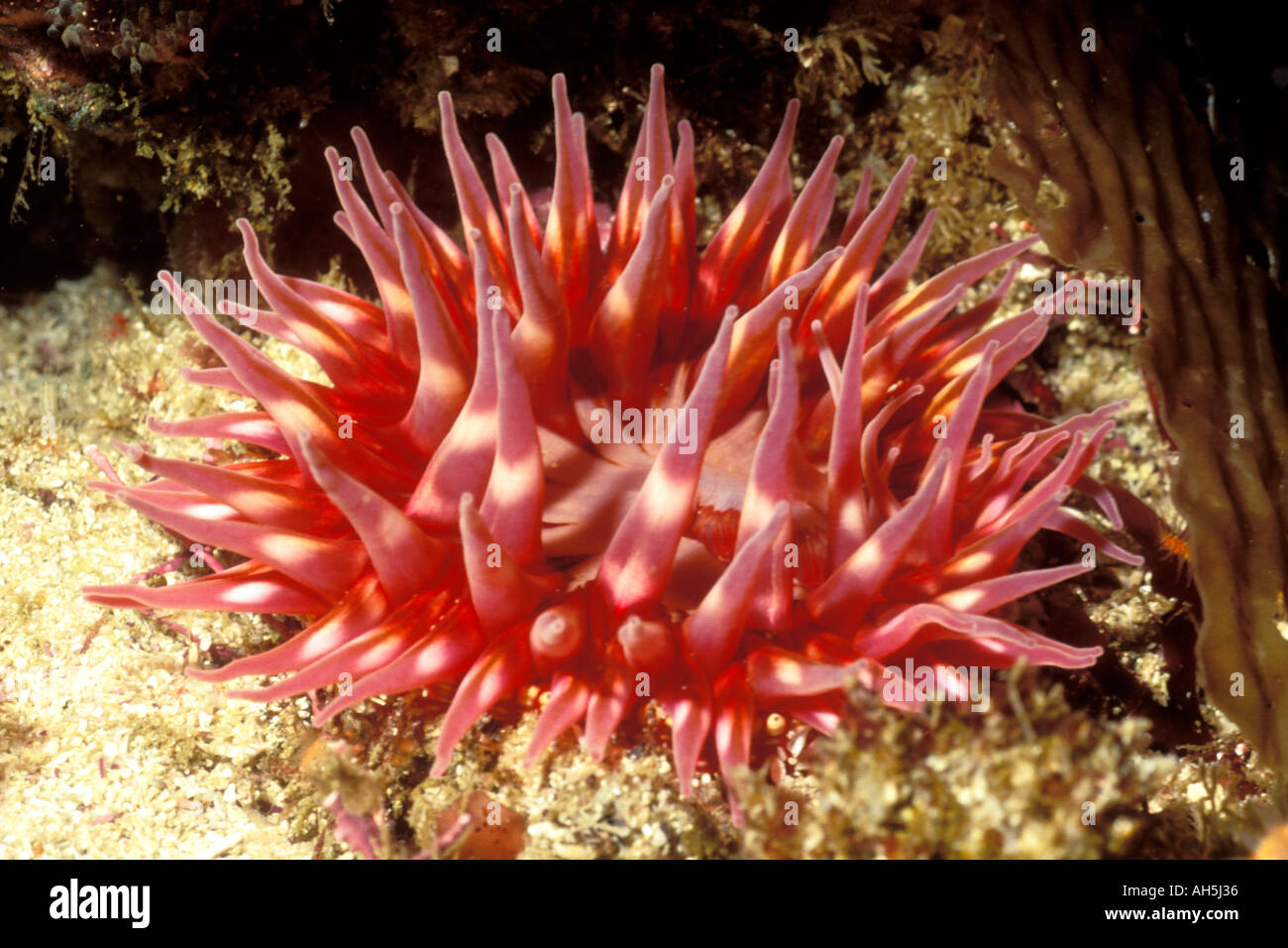 White Spotted Sea Anemone