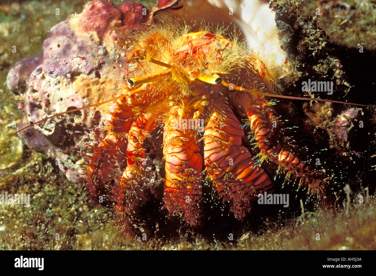 Hermit crab dardanus sp hi-res stock photography and images - Alamy