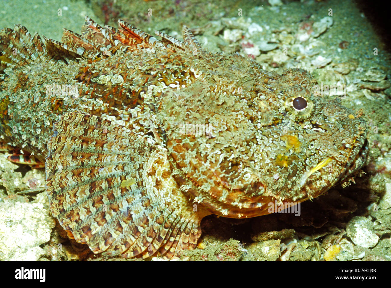 Stone Scorpionfish poisonous Scorpaena mystes Sea of Cortez Mexico ...