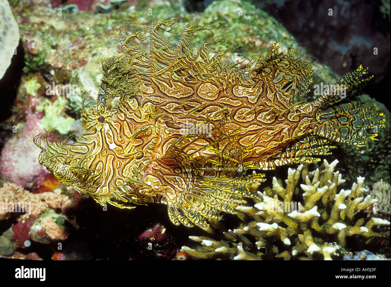 Weedy Scorpionfish Rhinopias aphanes Papua New Guinea Stock Photo - Alamy