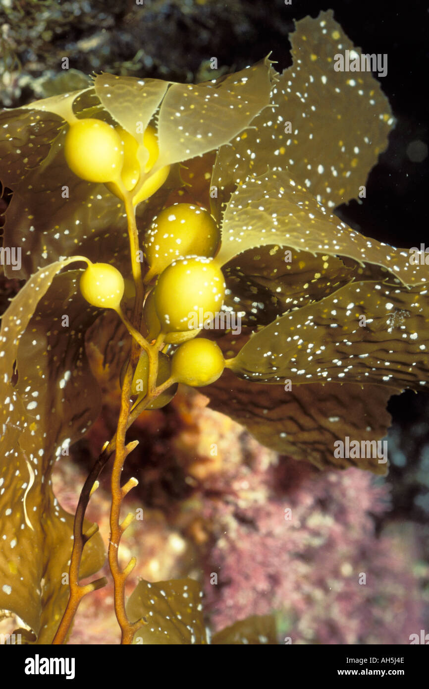 Giant Kelp air bladders Macrocystis pyrifera Catalina Island California ...