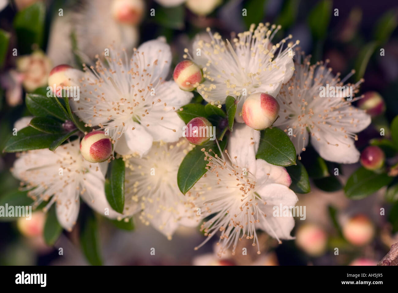 Myrtle flowers myrtus communis hi-res stock photography and images - Alamy