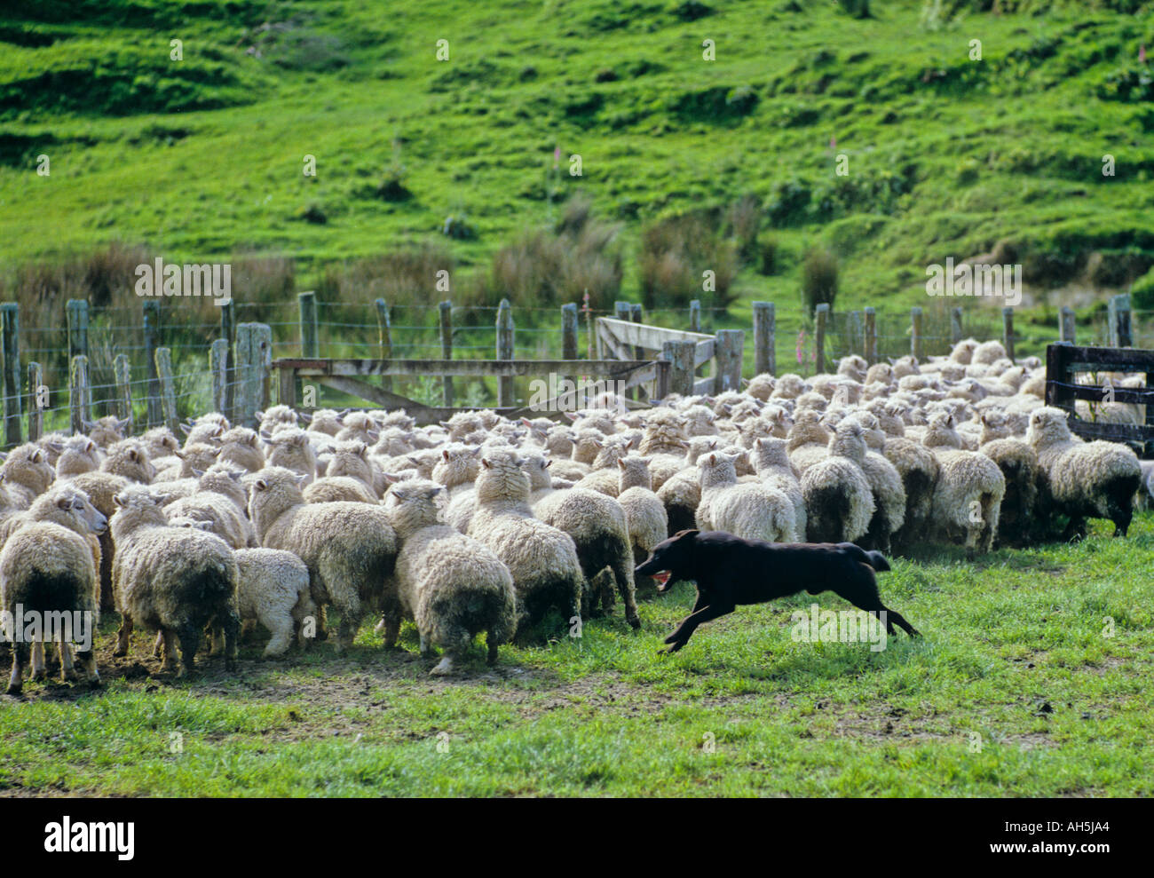 Sheep dog with hi-res stock photography and images - Alamy