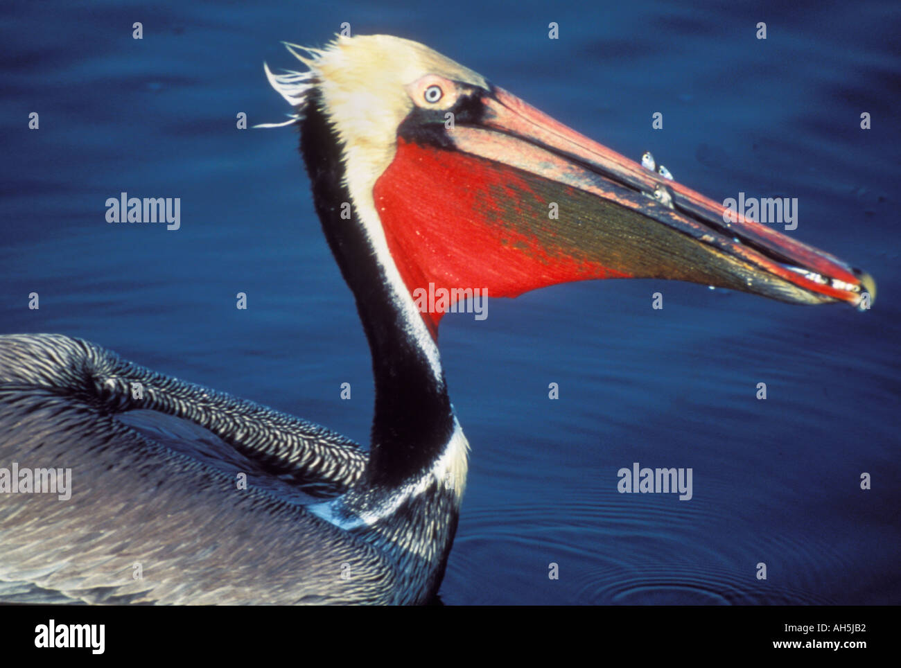 Brown pelican in breeding colors hi-res stock photography and images ...