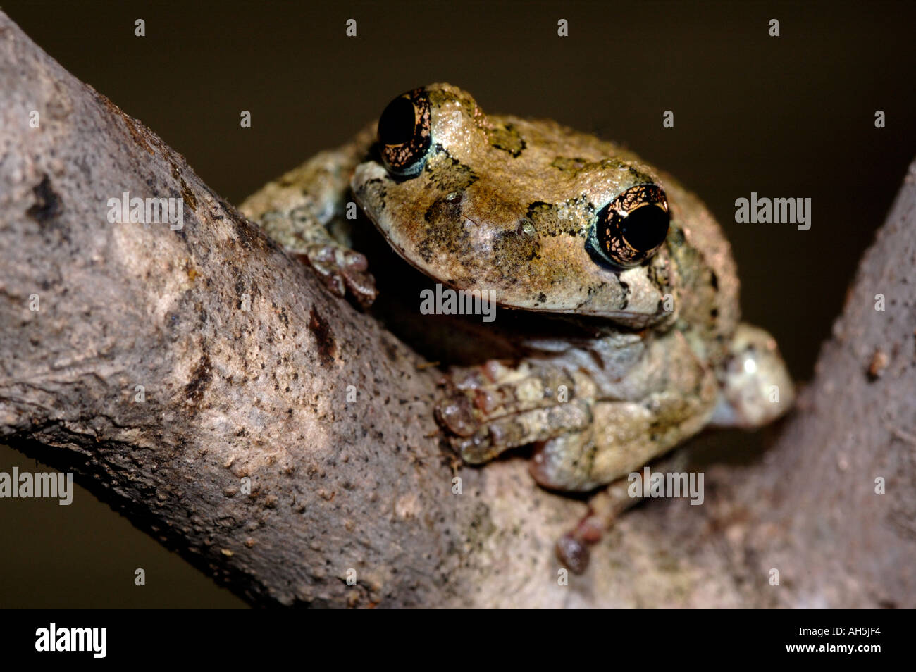Northern Gray Treefrog tree frog Hyla versicolor on a branch ...