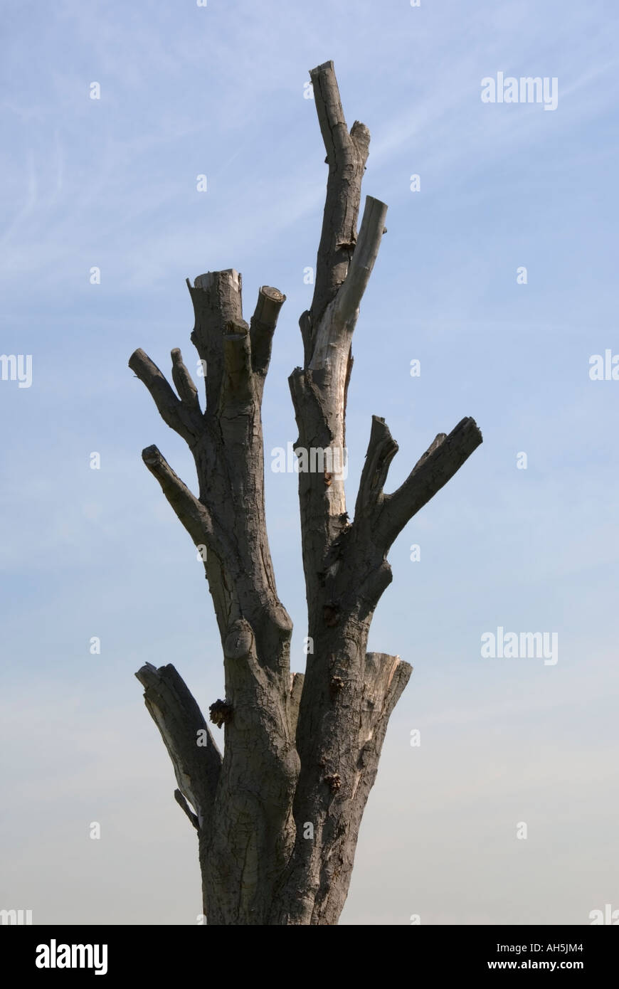 Dead tree in municipal park Stock Photo - Alamy