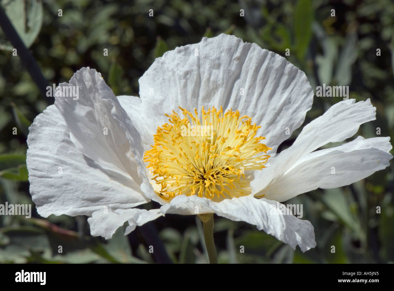 Romneya coulteri Californian tree poppy Stock Photo - Alamy