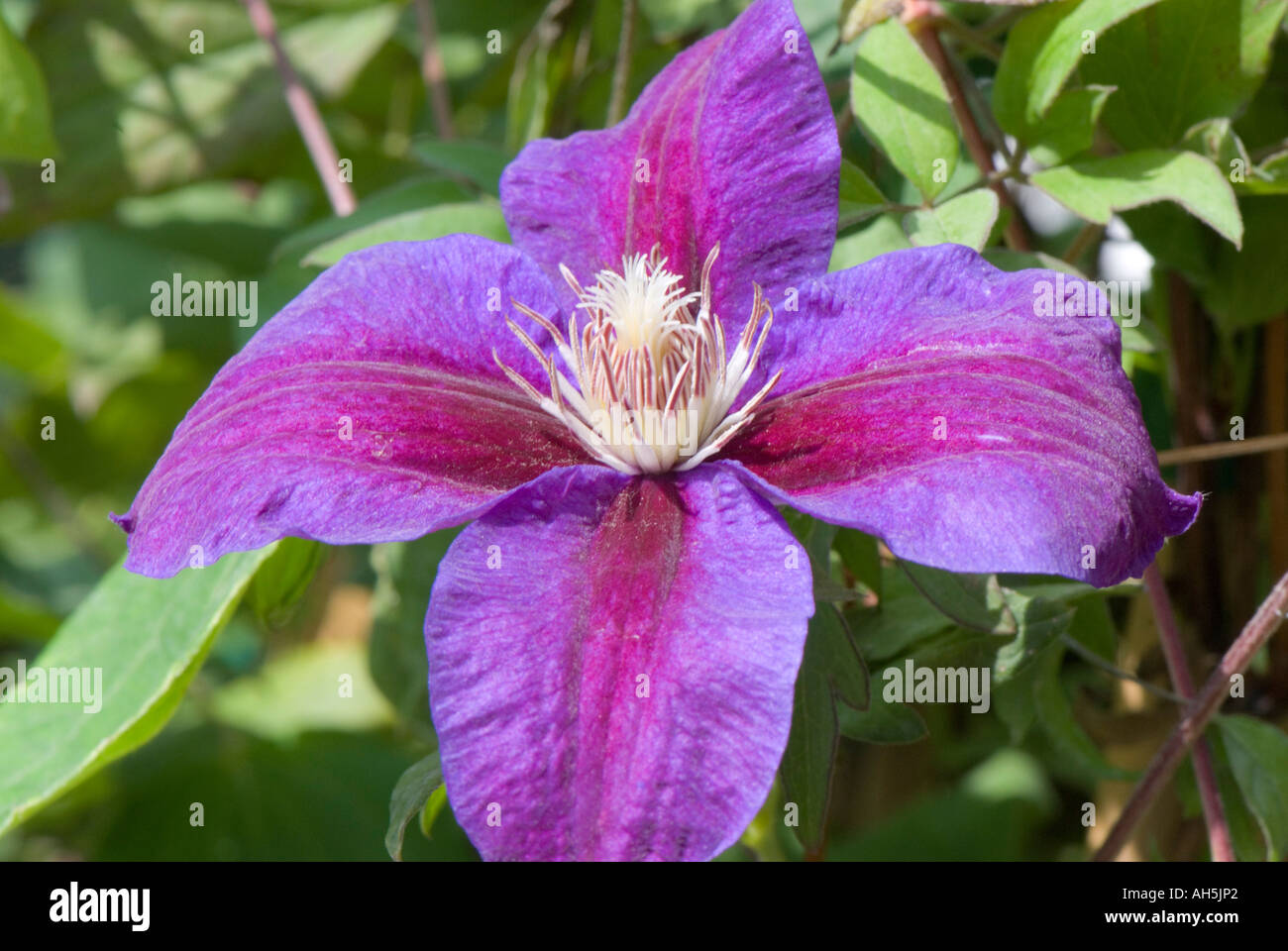 Purple and red violet clematis Stock Photo - Alamy