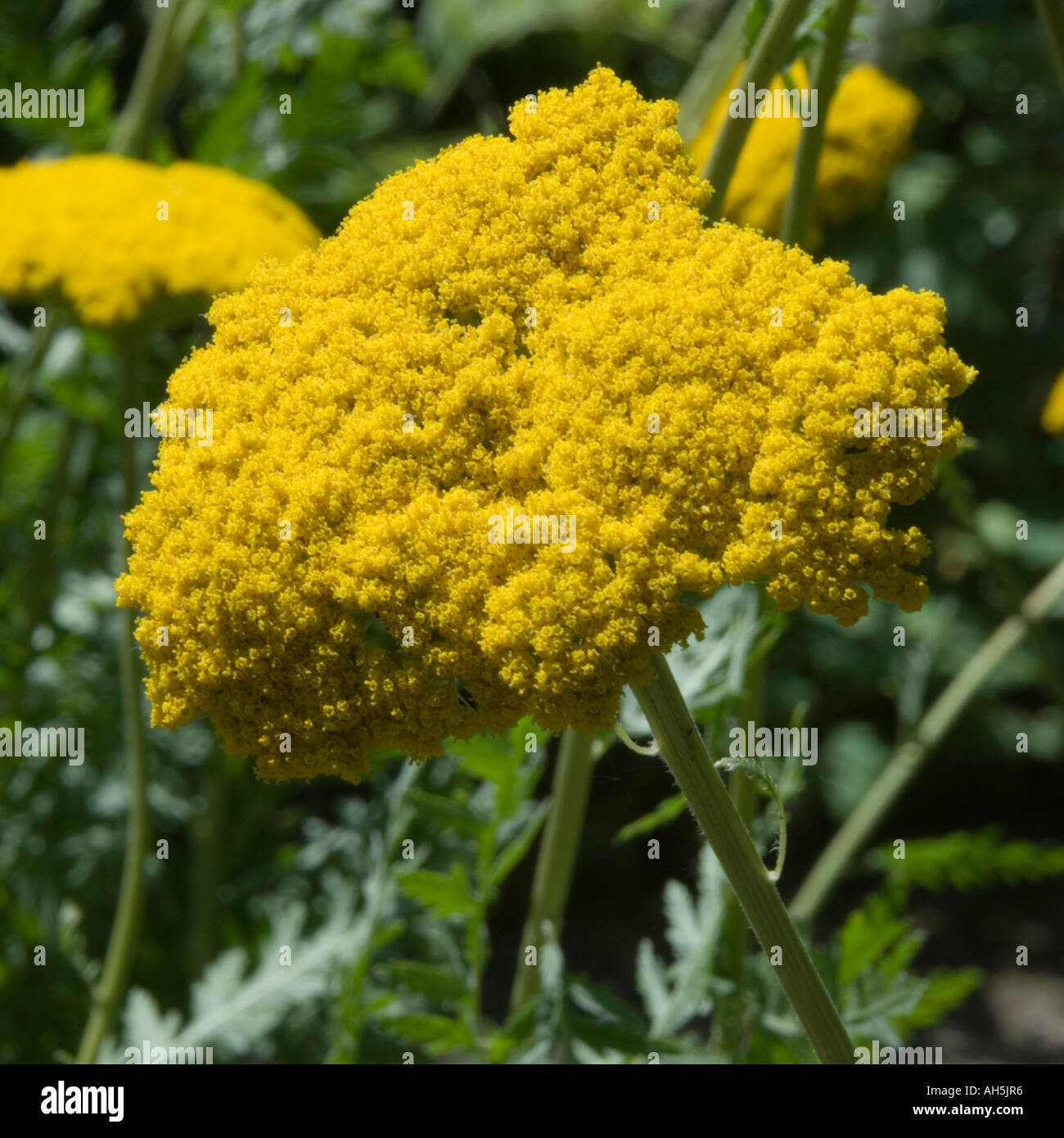 Asteraceae achillea filipendulina gold plate Stock Photo - Alamy