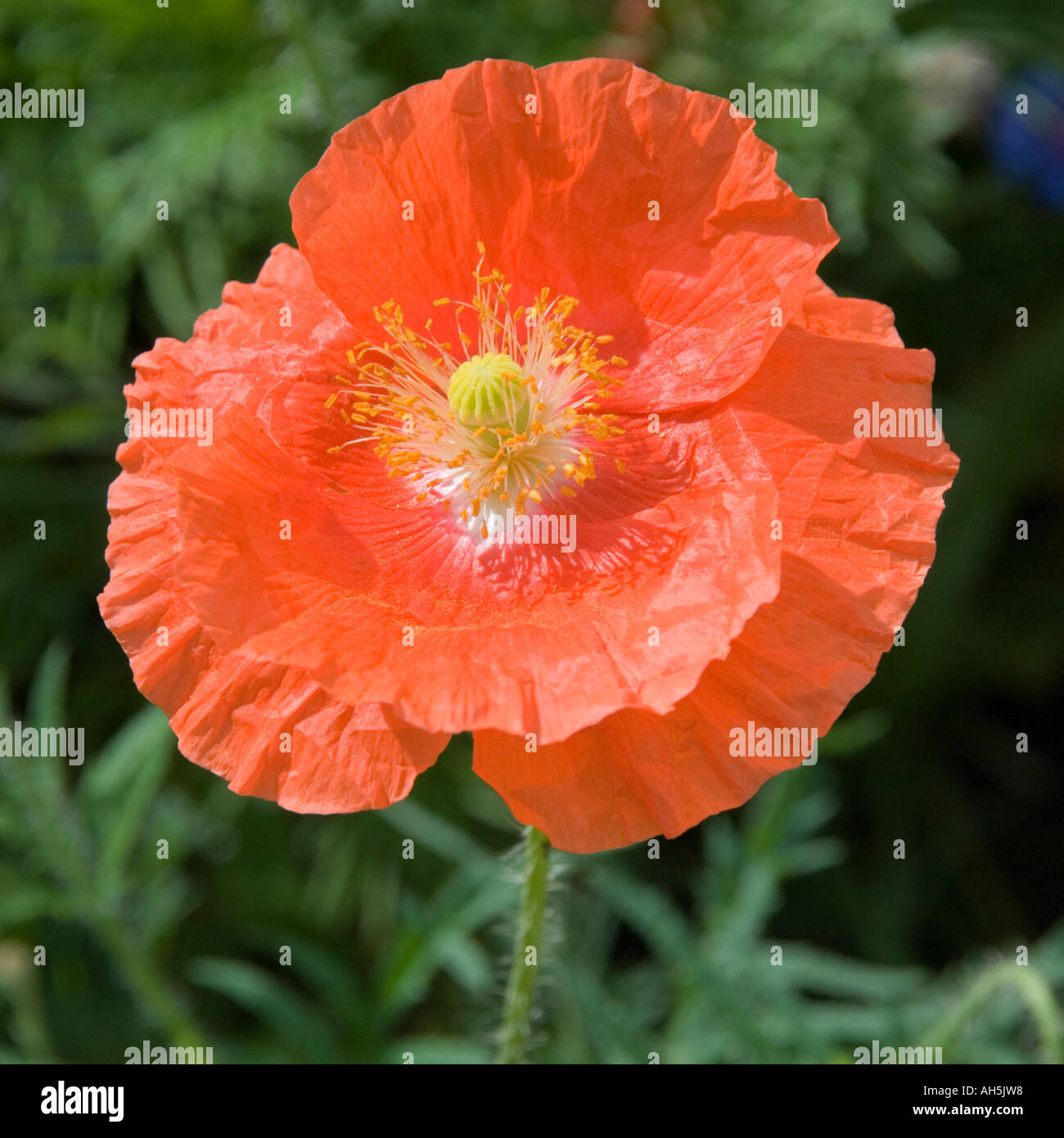 Red poppy flowerhead Stock Photo - Alamy
