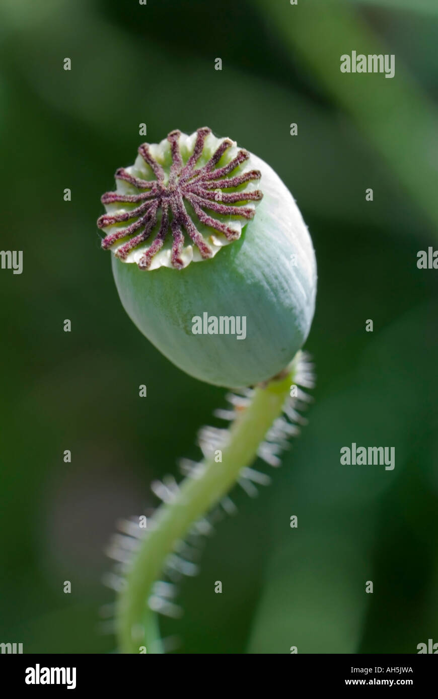 Popy seed hi-res stock photography and images - Alamy
