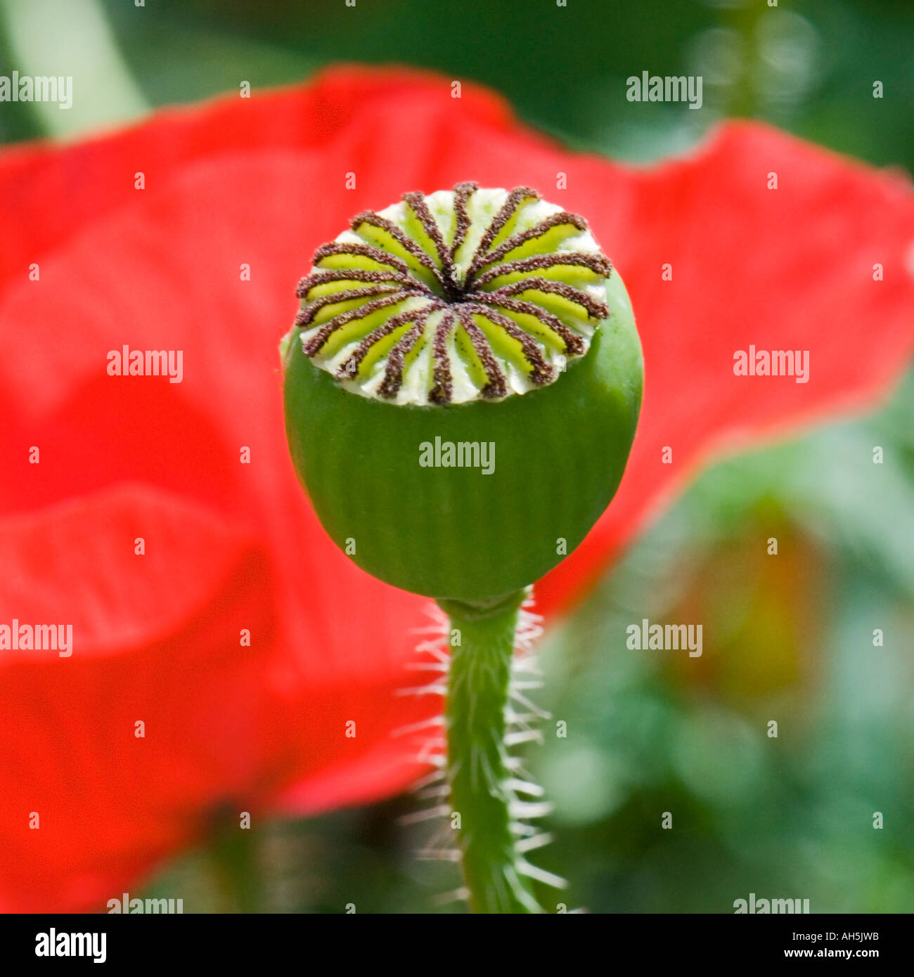 Poppy seed pod Stock Photo - Alamy