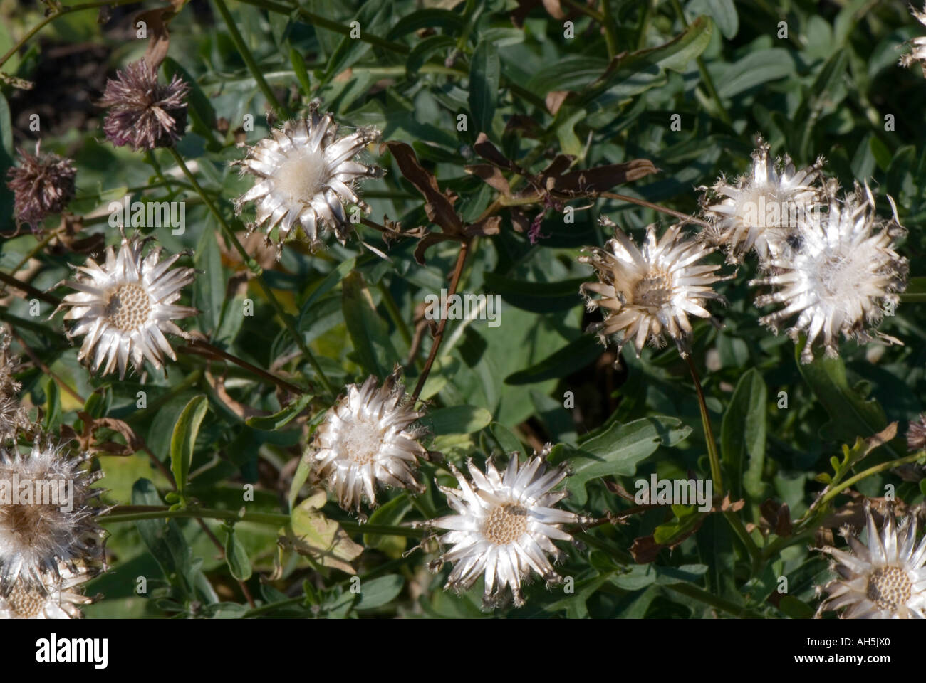 Knapweed seed hi-res stock photography and images - Alamy