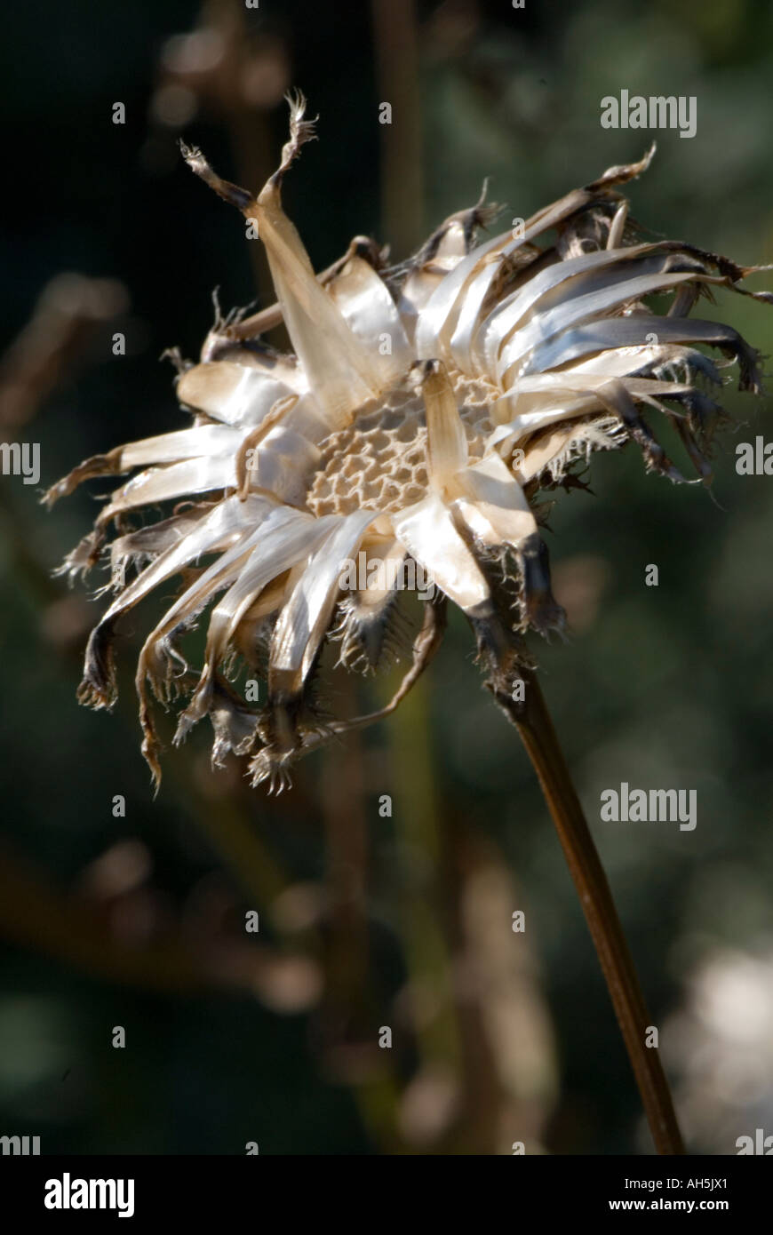 Knapweed seed uk hi-res stock photography and images - Alamy