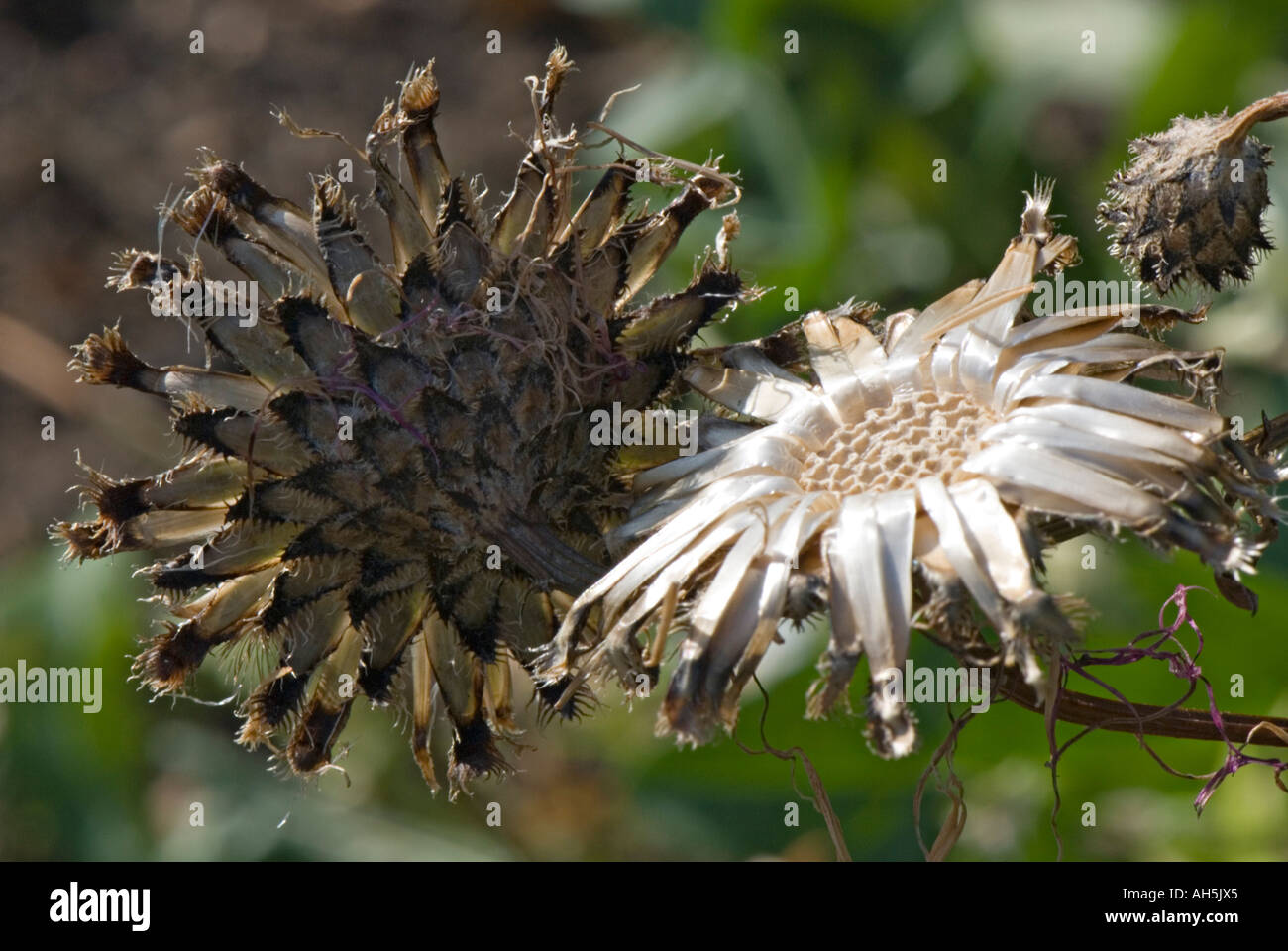 Knapweed seed heads Stock Photo - Alamy