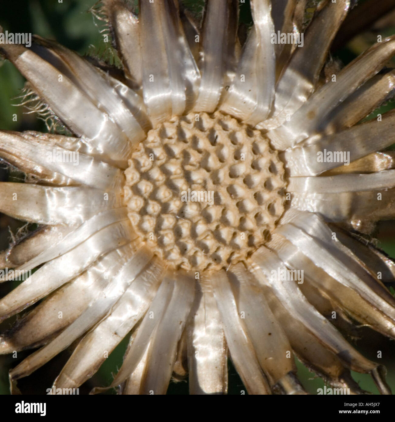 Knapweed seed uk hi-res stock photography and images - Alamy