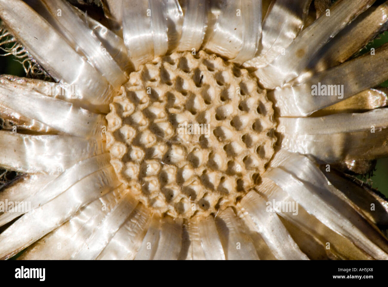 Knapweed seed heads Stock Photo - Alamy