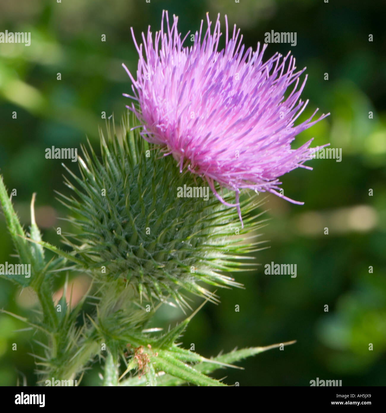 Royal purple thistle Stock Photo - Alamy