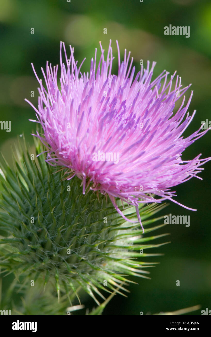 Purple thistel hi-res stock photography and images - Alamy
