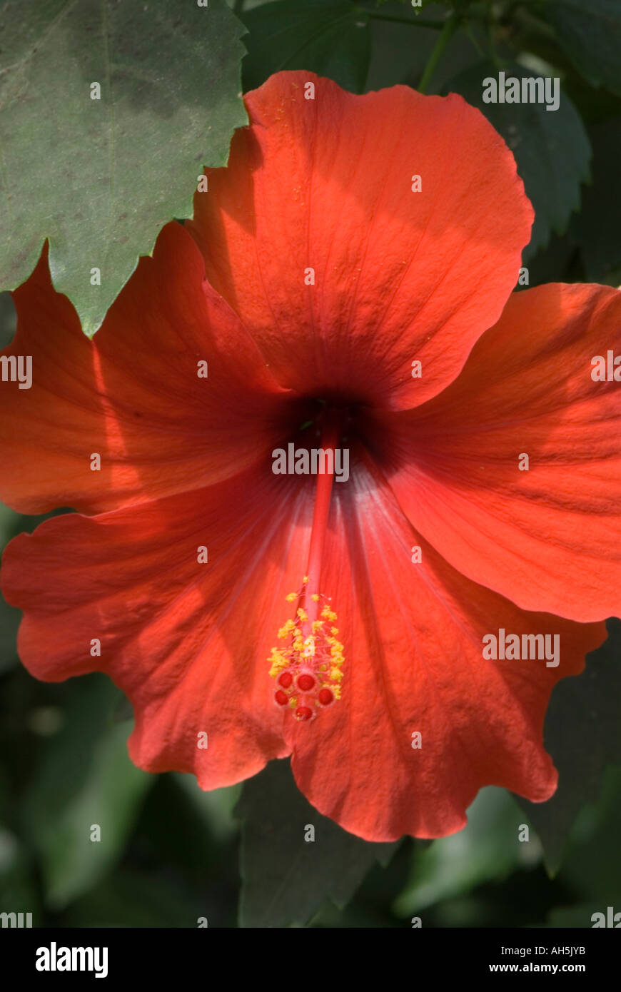 Fully opened red hibiscus flower pointing downwards Stock Photo - Alamy