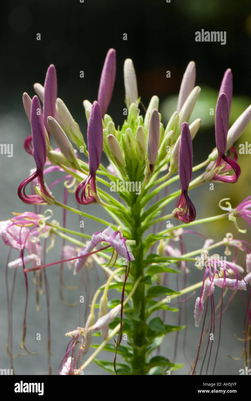 England great britain gb united kingdom uk floral portrait vertical hi ...