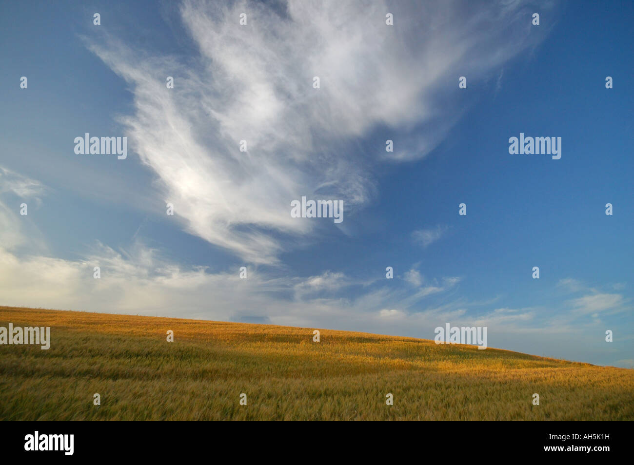 Rural field in California's Central Valley Stock Photo - Alamy