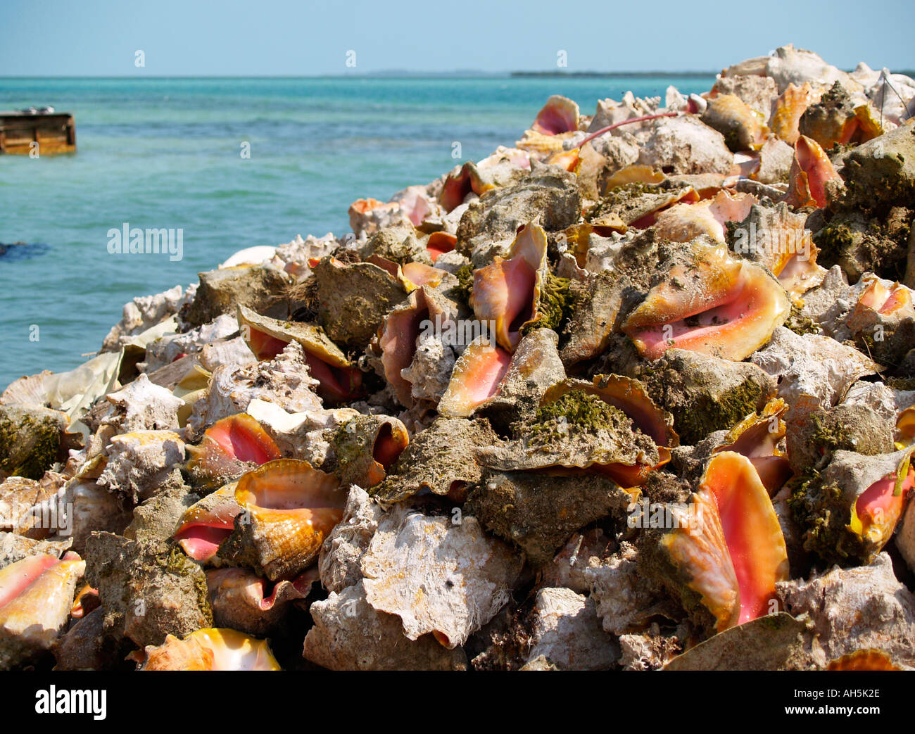 Conch fritters hi-res stock photography and images - Alamy