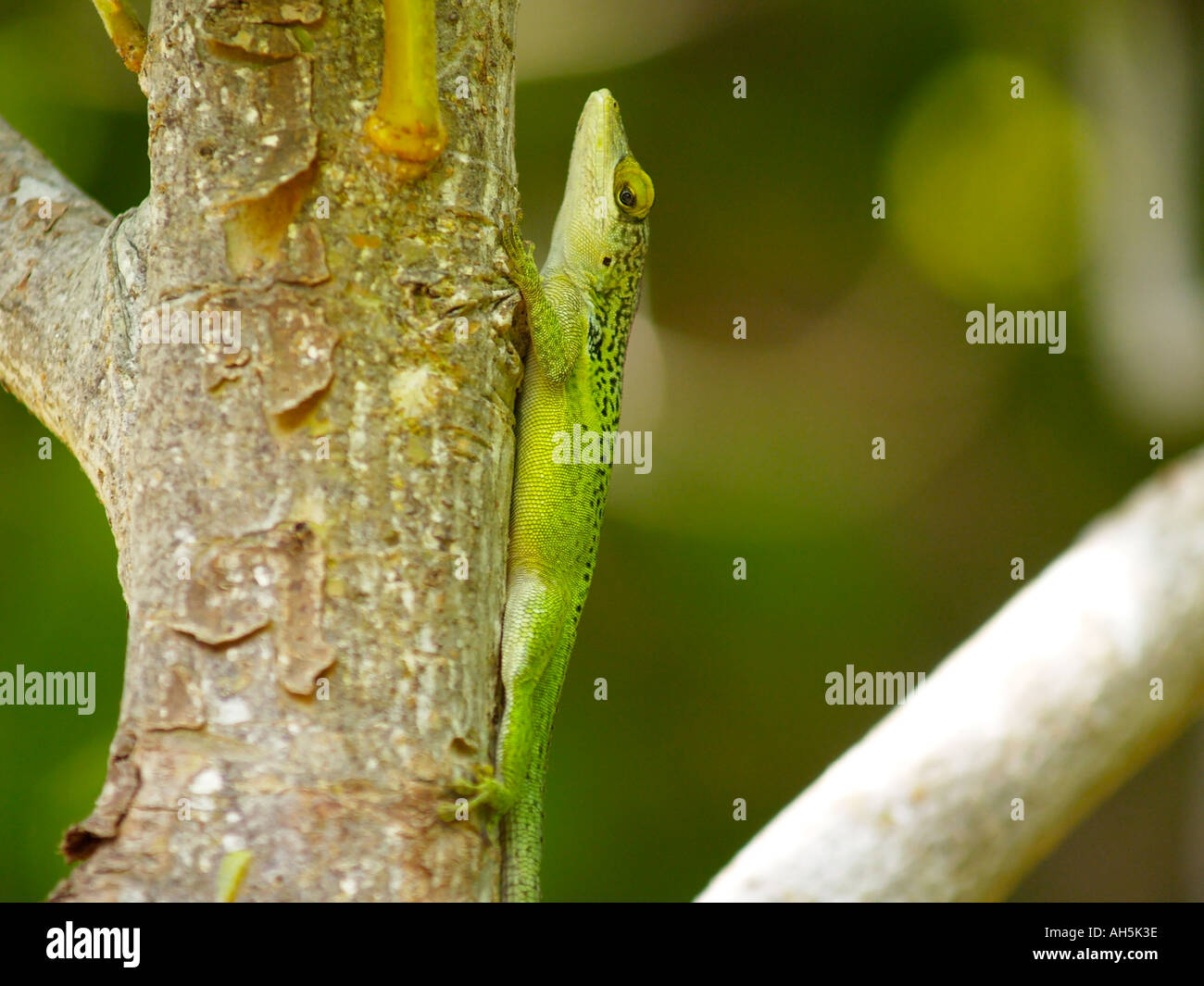 Lizard on a branch Stock Photo - Alamy