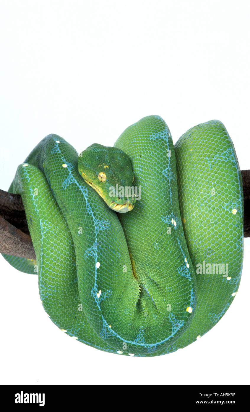 Python vert hi-res stock photography and images - Alamy