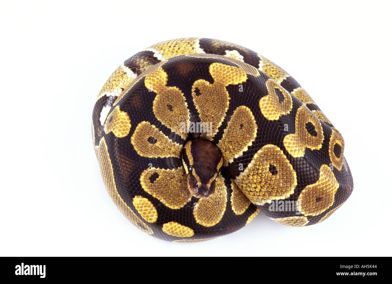 Snake Python Royal Phyton Regius Labat Rouquette VWPics com Stock Photo ...