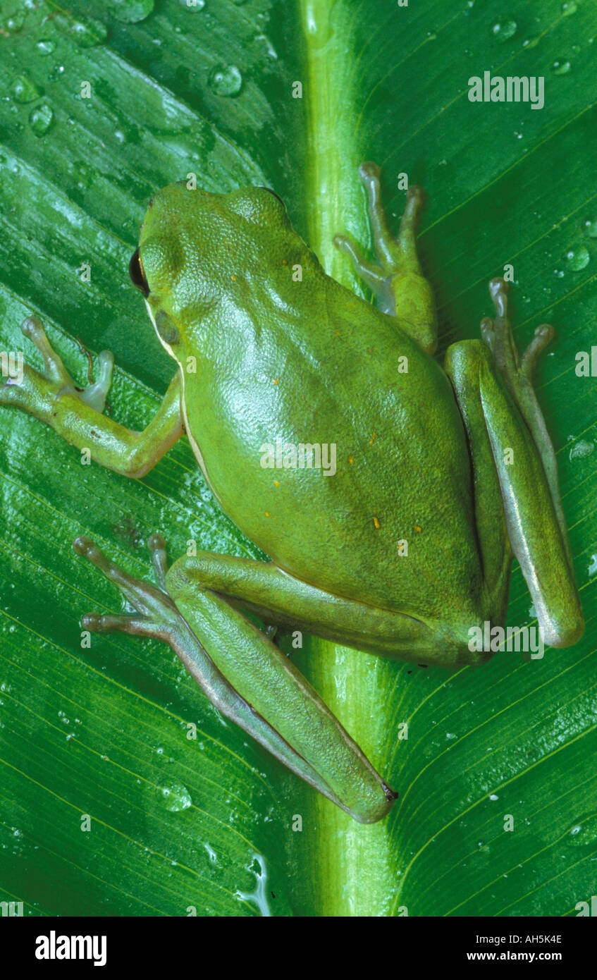 Frog Hyla Cinerea Rainette Verte Americaine Labat Rouquette VWPics com ...
