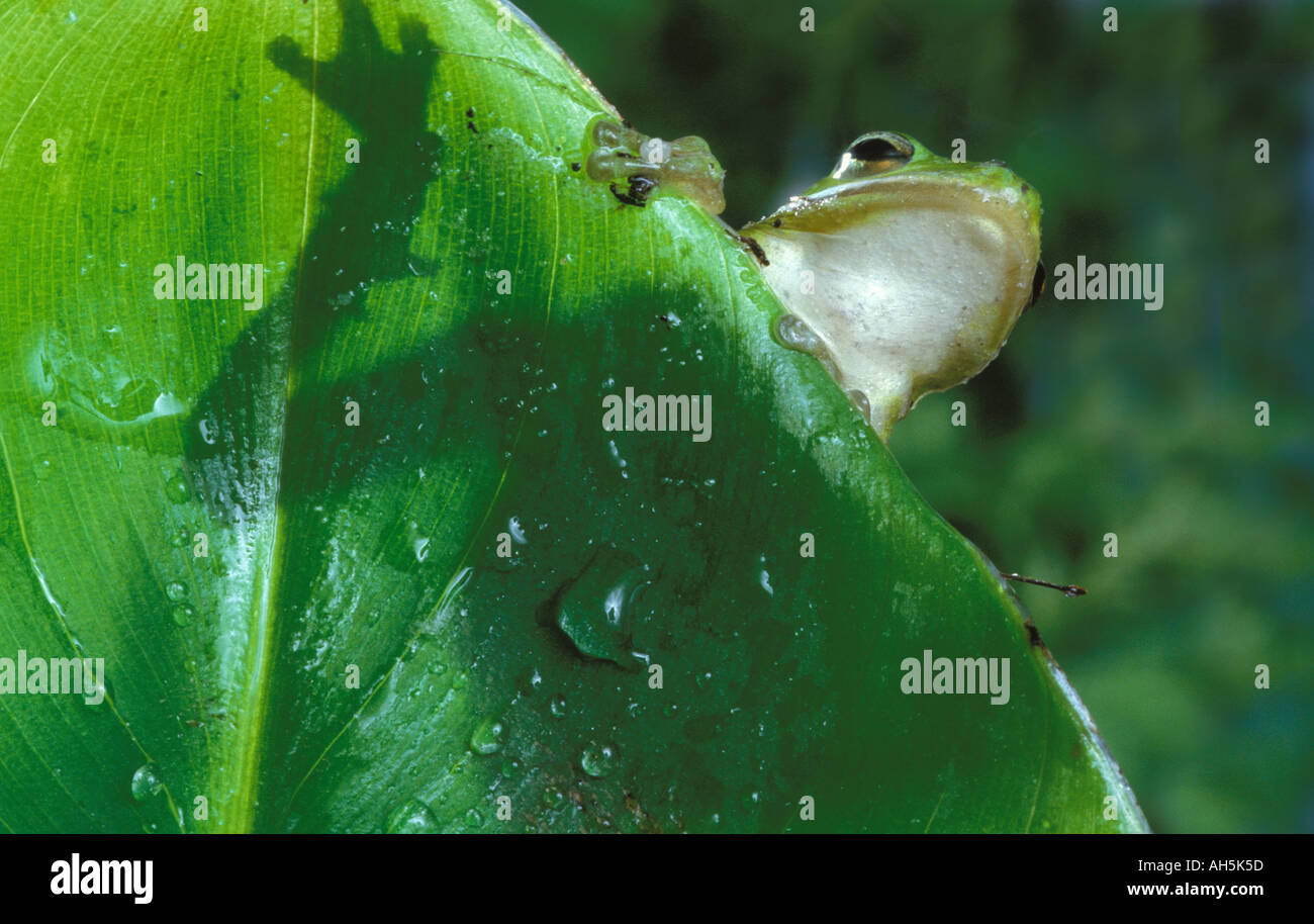 Frog Rainette Verte Americaine Hyla Cinerea Labat Rocher VWPics com ...