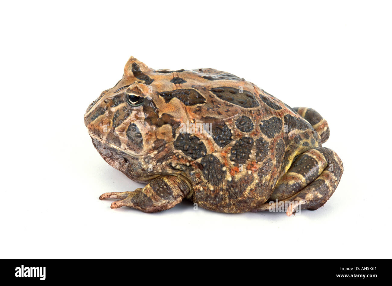 Frog Crapaud Cornu Ceratophrys Ornata Labat Rocher VWPics com Stock ...