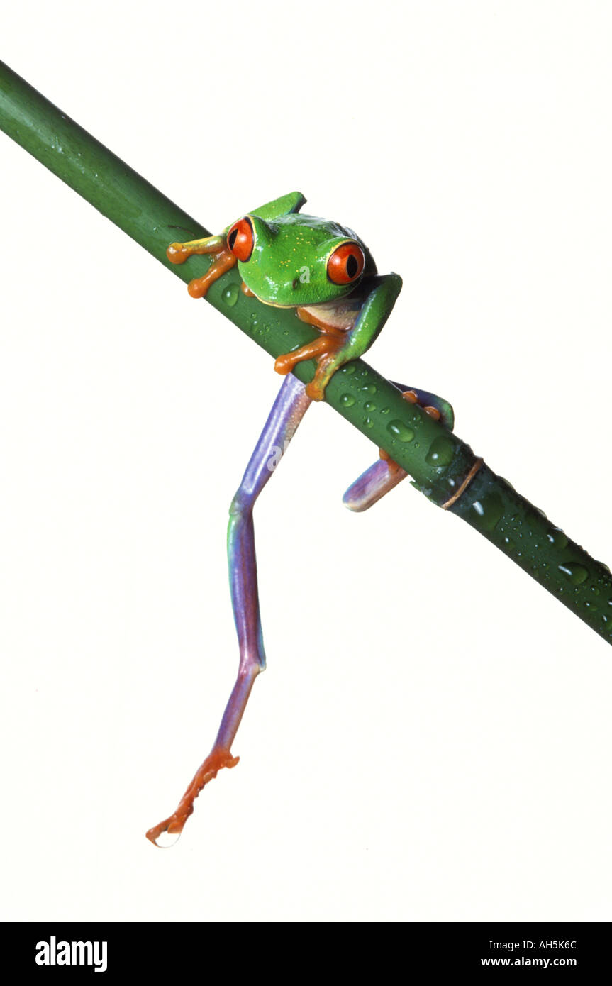 Frog Rainette A Yeux Rouge Agalychnis Callidryas Labat Rocher VWPics ...