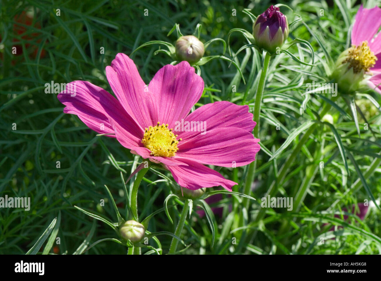 Sunflower plant fully open hi-res stock photography and images - Alamy