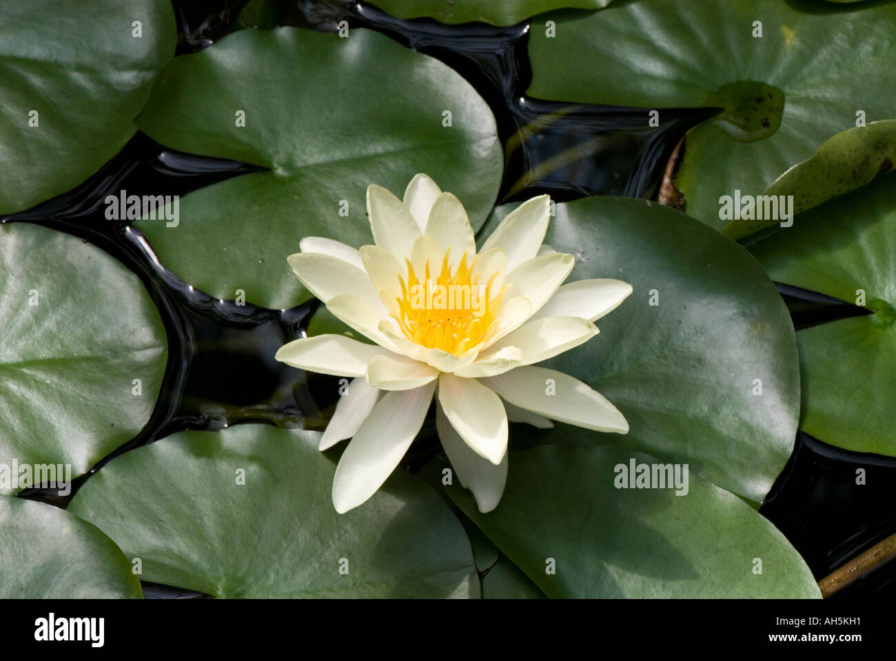 Lily fully open hi-res stock photography and images - Alamy
