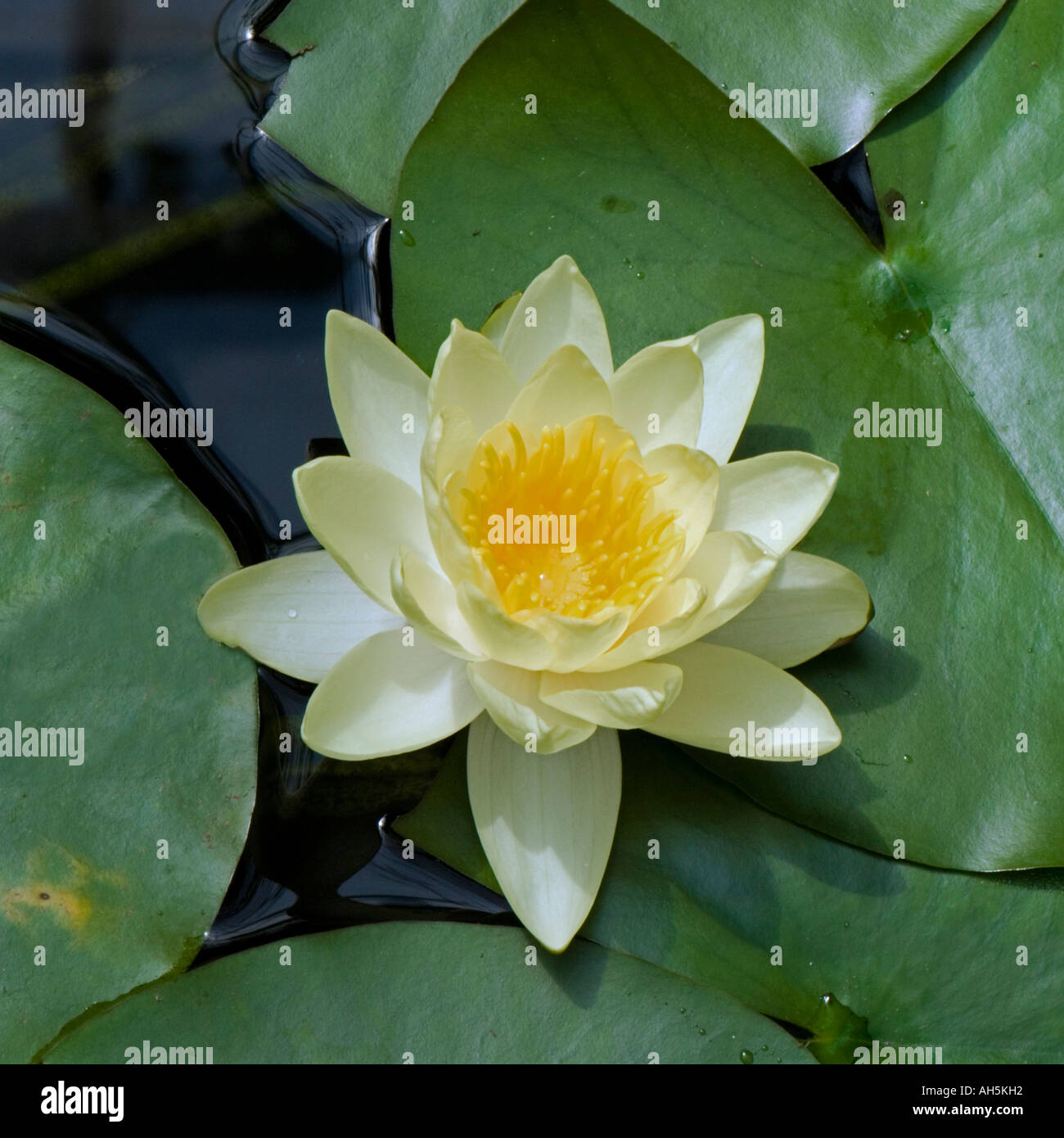 Lily fully open hi-res stock photography and images - Alamy