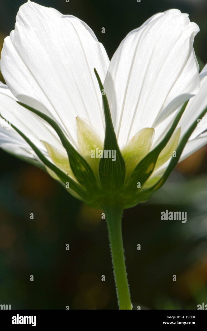 White cosmos flower in bloom Stock Photo - Alamy