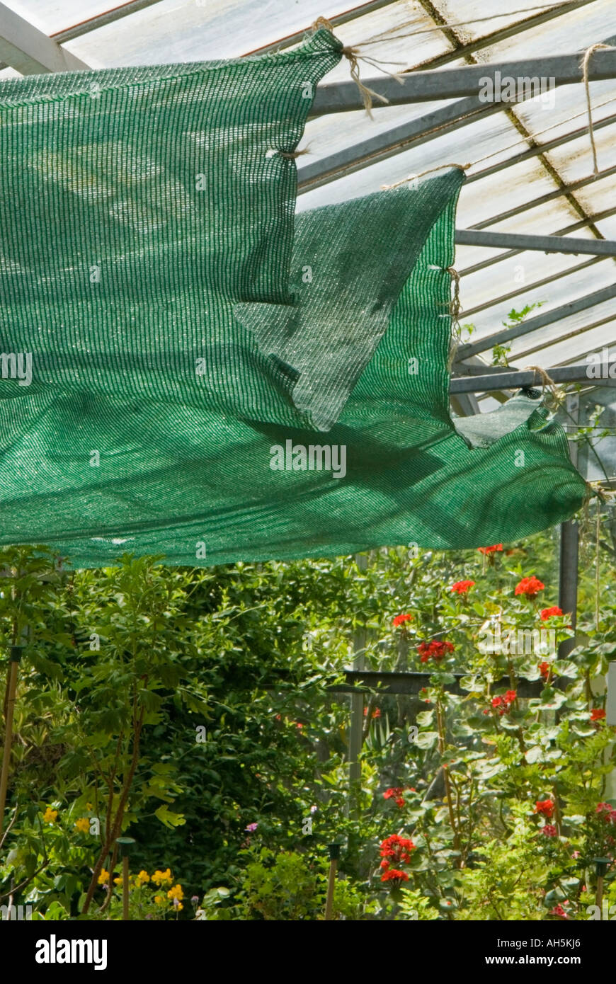 The inside of a greenshouse with suspended green nets controlling ...