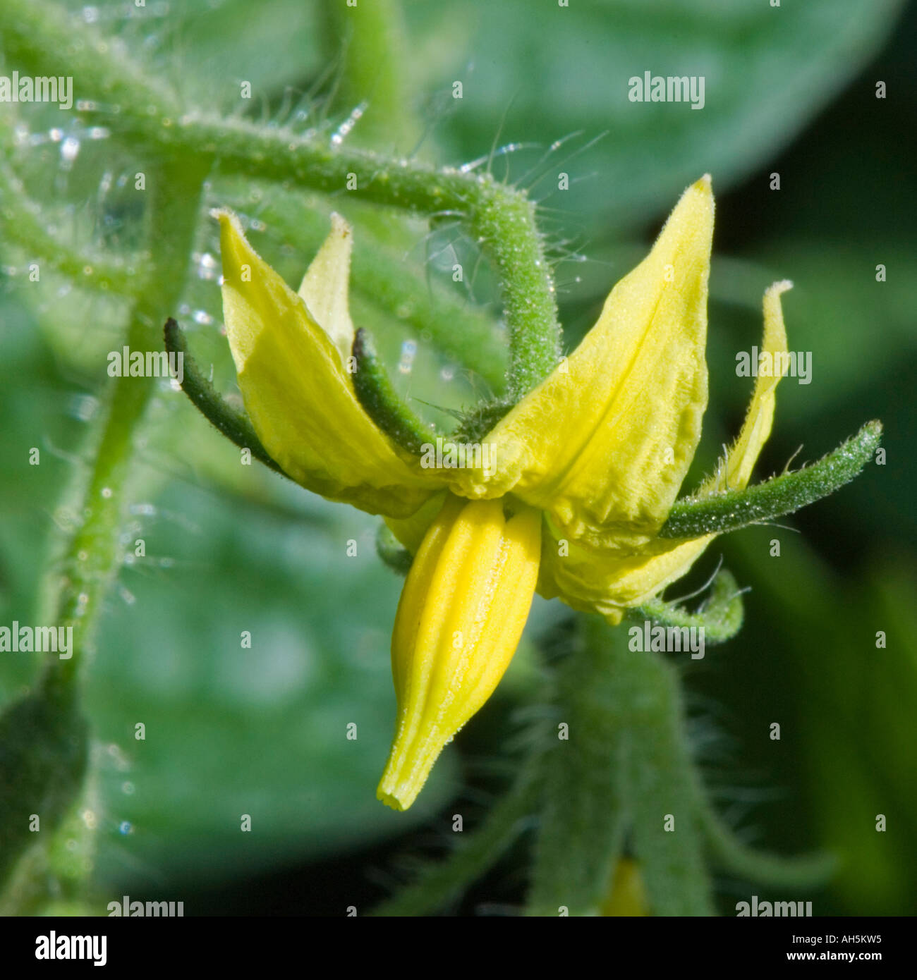 Tomato flowers in a garden setting Stock Photo - Alamy