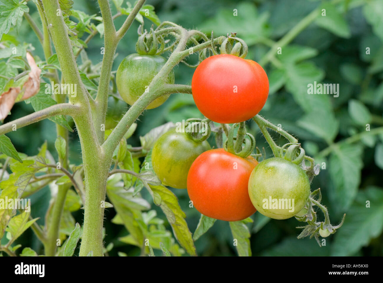 Red tomatoes on the vine Stock Photo - Alamy