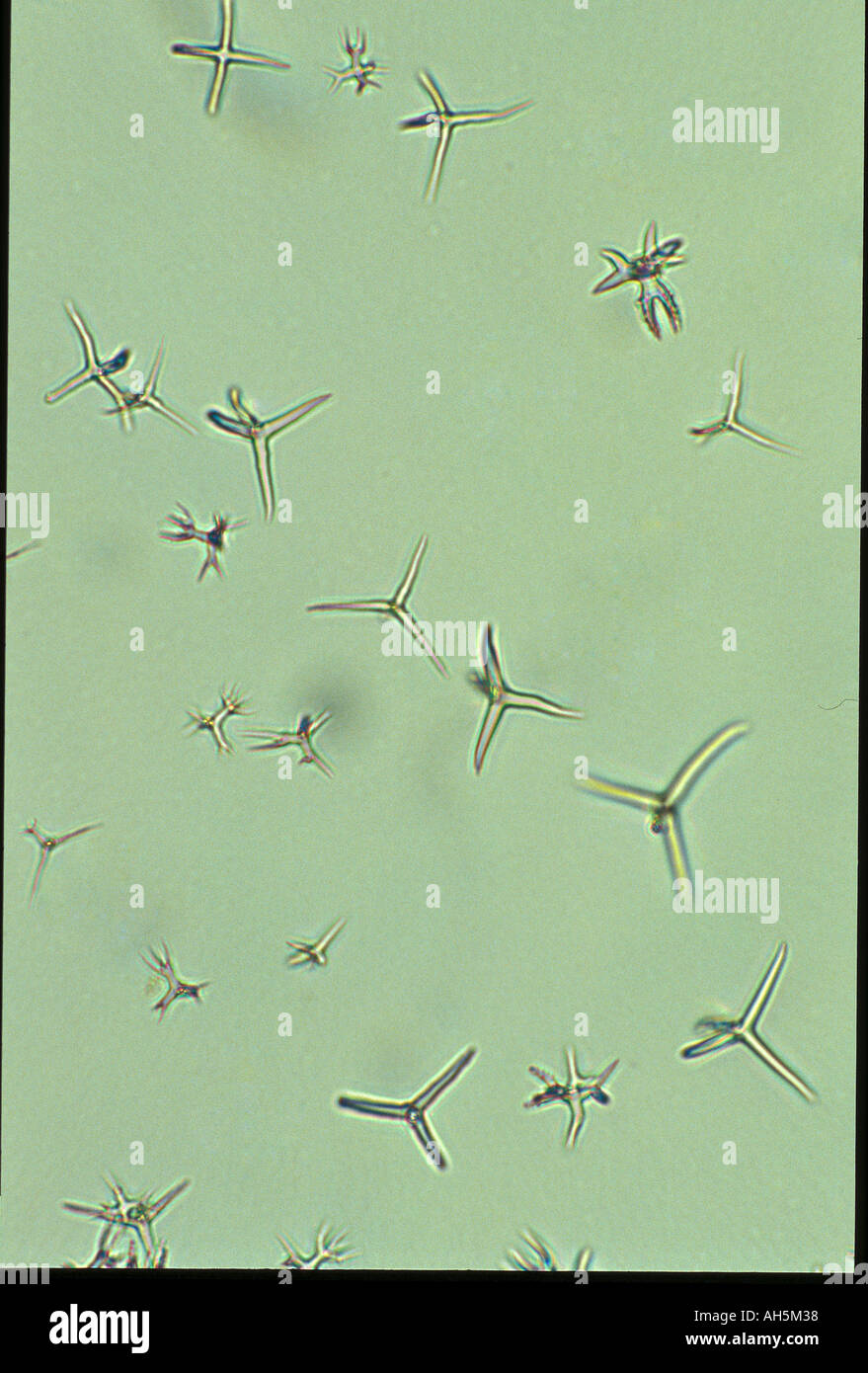 Corticium candelabrum hi-res stock photography and images - Alamy