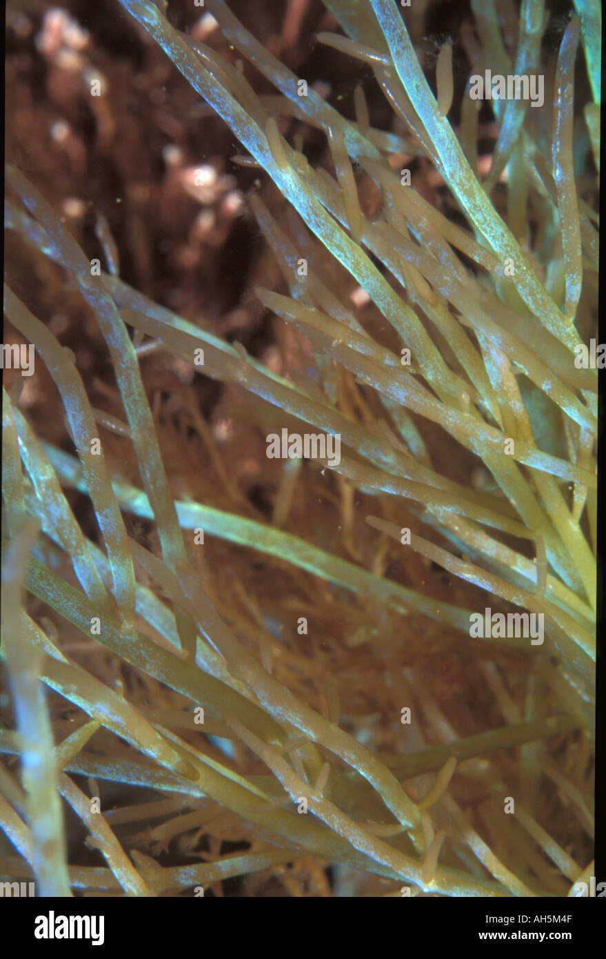 Chondria hi-res stock photography and images - Alamy