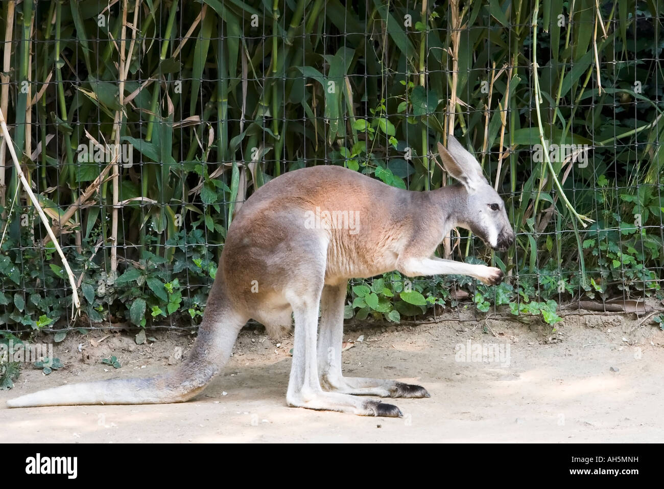 Adult red kangaroo macropus rufus hi-res stock photography and images ...